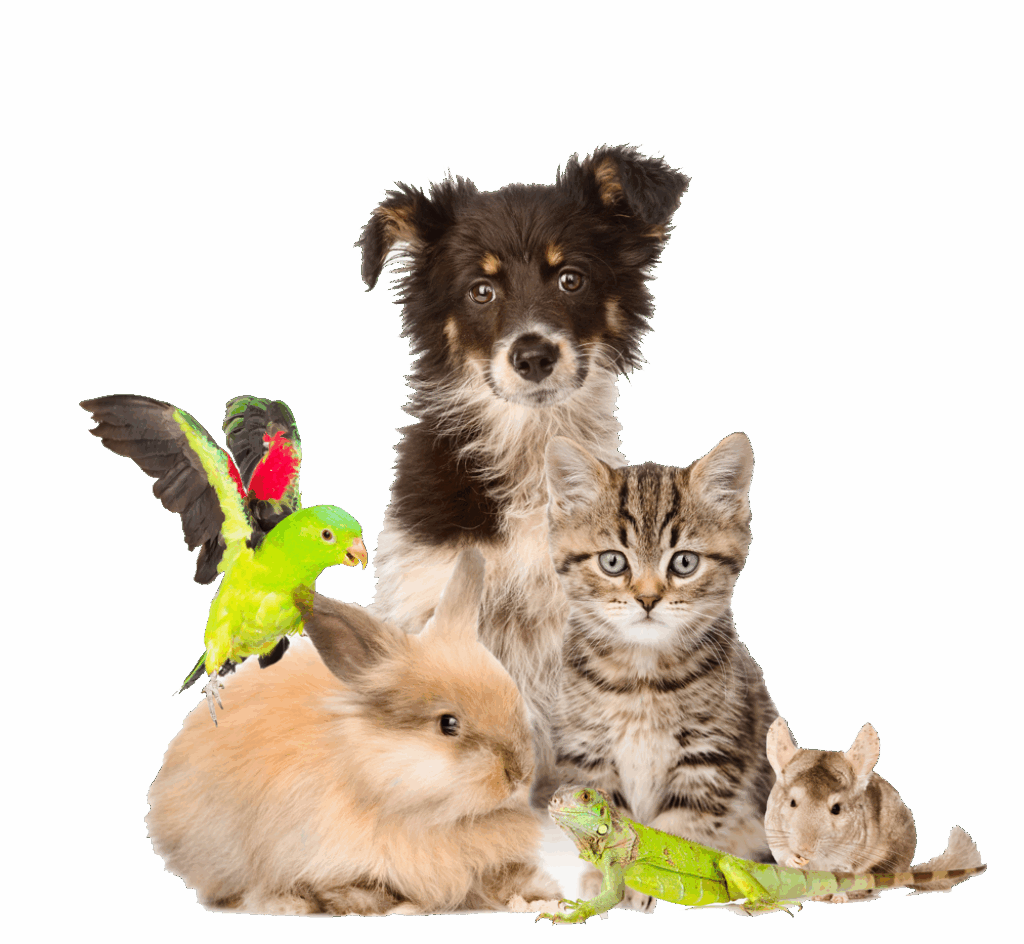 Vet in Barnsley, South Yorkshire & Sheffield | Abbey Vets